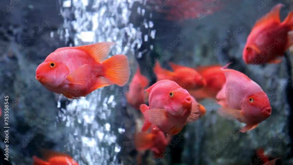 Explore the vibrant colors of the ruby red peacock cichlid, a stunning ...