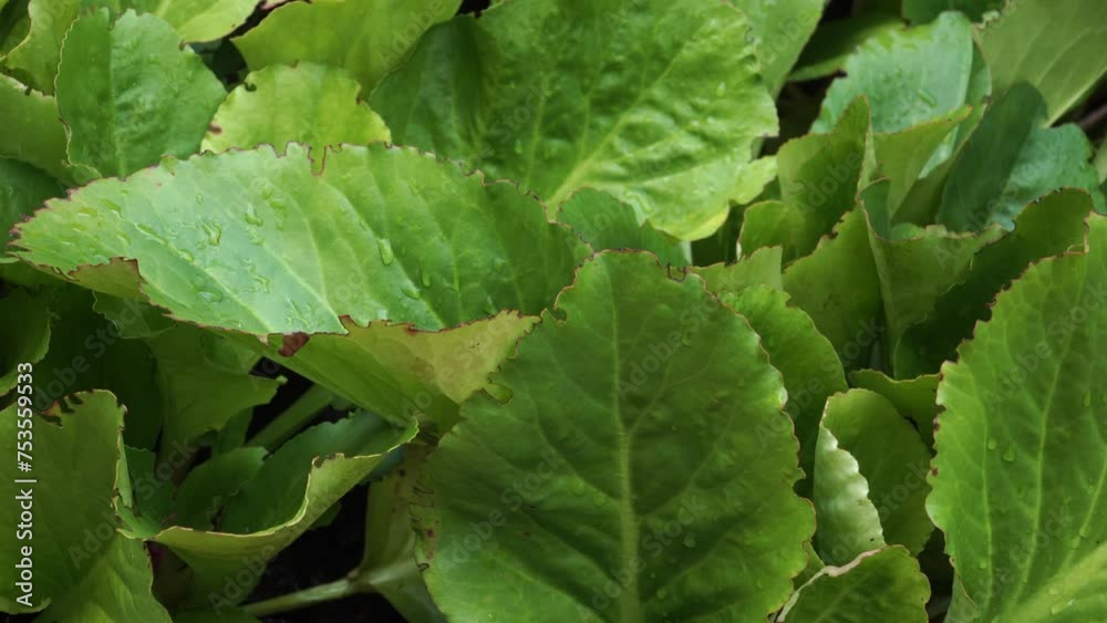 Bergenia cordifolia plant group with water drops on the lush leaves ...