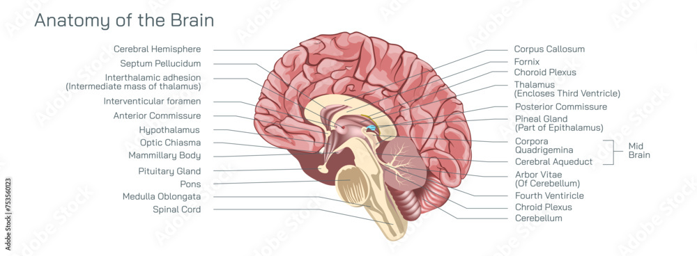 Póster The brain anatomy vector illustration, contained in and ...
