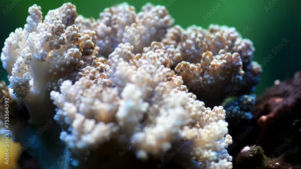 Corals are marine invertebrates within class Anthozoa of phylum ...