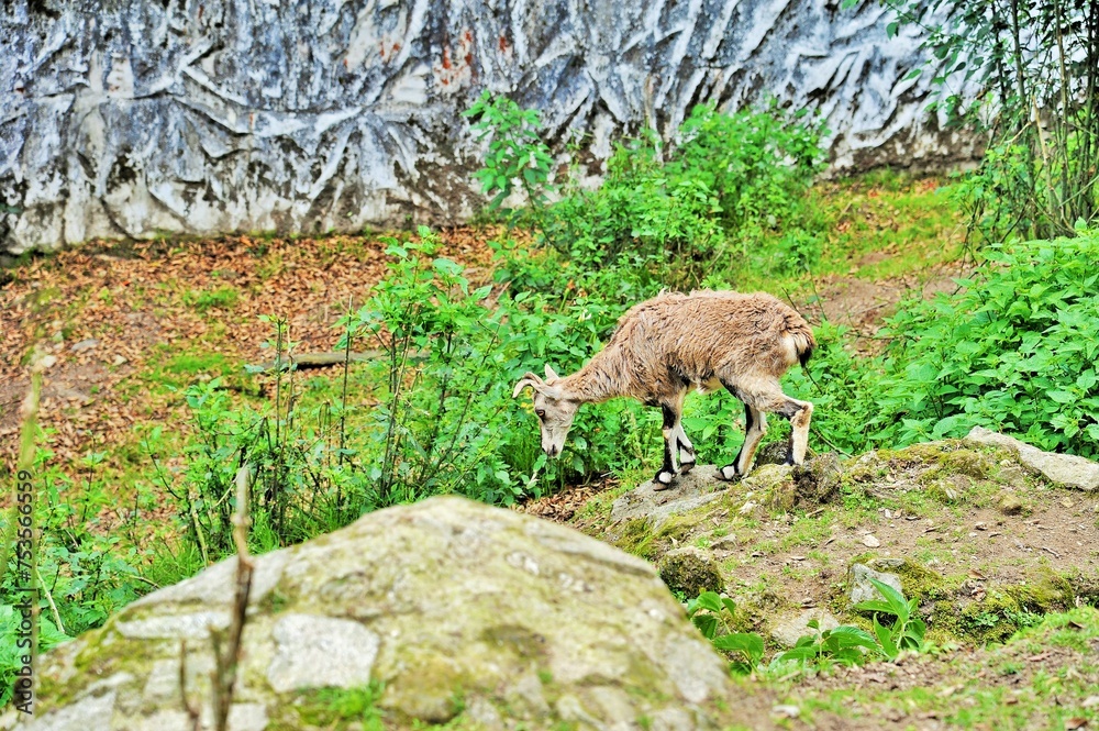 Bharal, Blue Sheep, Pseudois nayaur, Himalayan Zoological Park ...