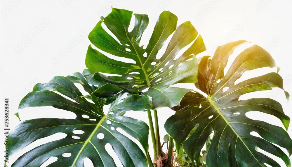 tropical rainforest jungle tree with golden photos australian native ...