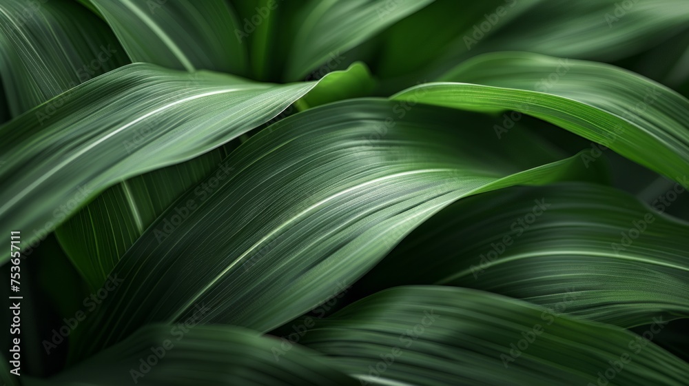 Green corn leaves photographed in a striking pattern It has simple ...