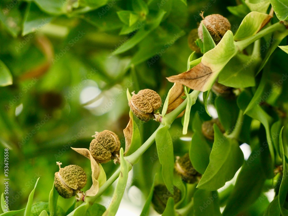 Flowers and fruits of caper spurge or paper spurge, gopher spurge ...