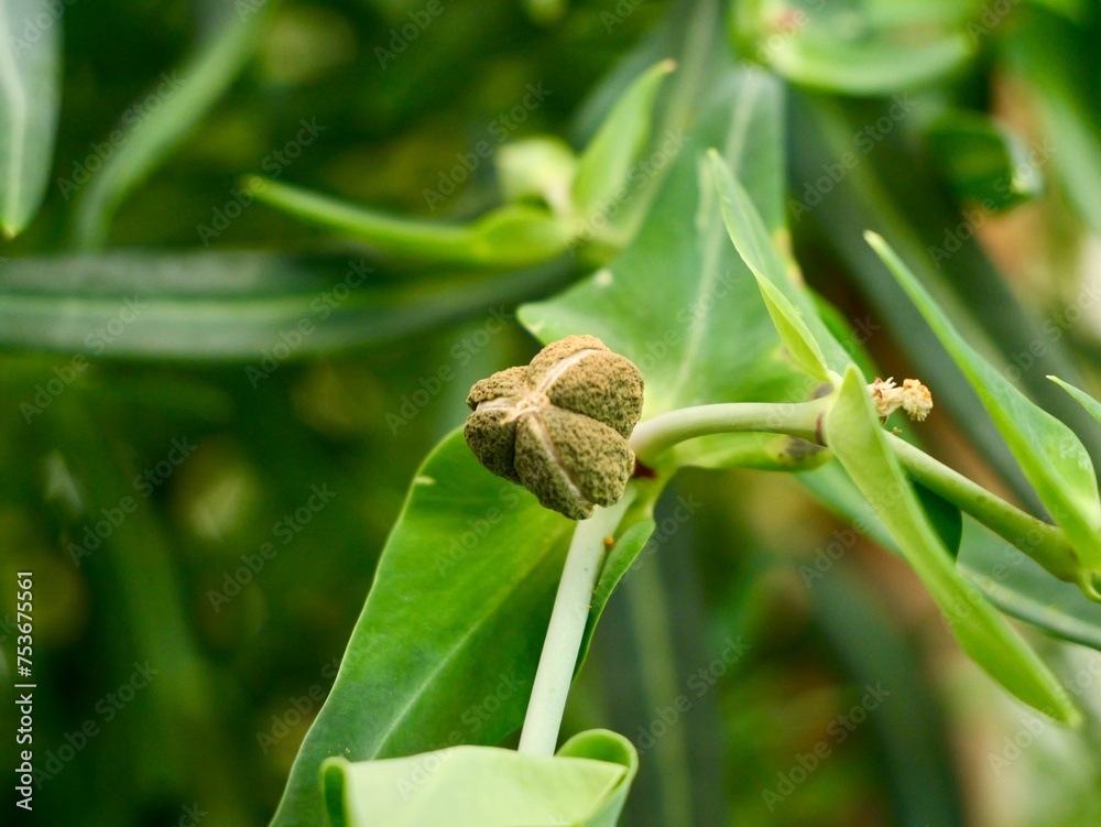Flowers and fruits of caper spurge or paper spurge, gopher spurge ...
