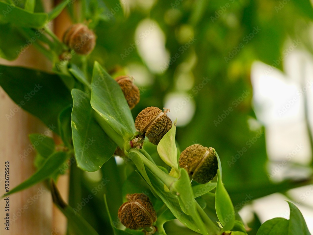 Flowers and fruits of caper spurge or paper spurge, gopher spurge ...