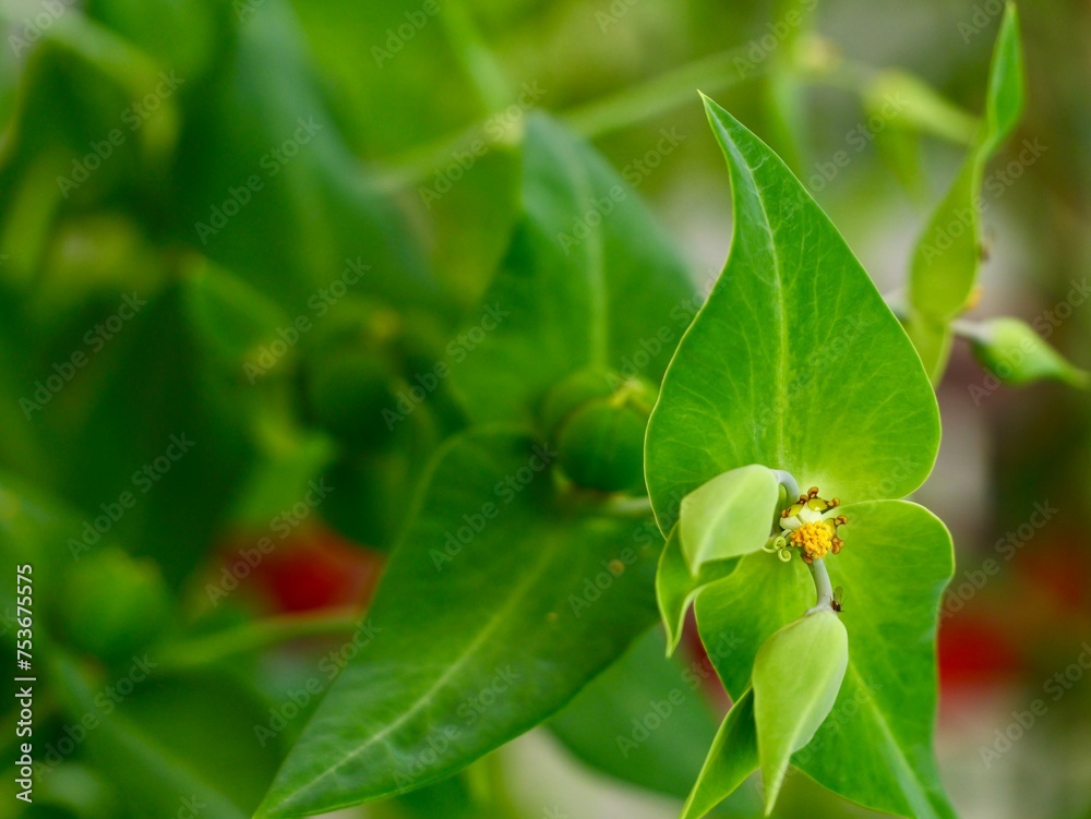 Foto de Flowers and fruits of caper spurge or paper spurge, gopher ...
