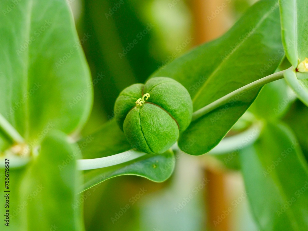 Flowers and fruits of caper spurge or paper spurge, gopher spurge ...