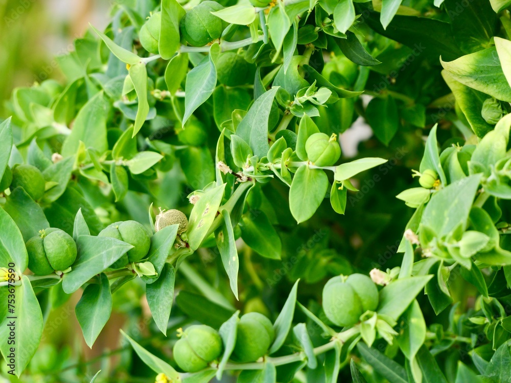 Flowers and fruits of caper spurge or paper spurge, gopher spurge ...
