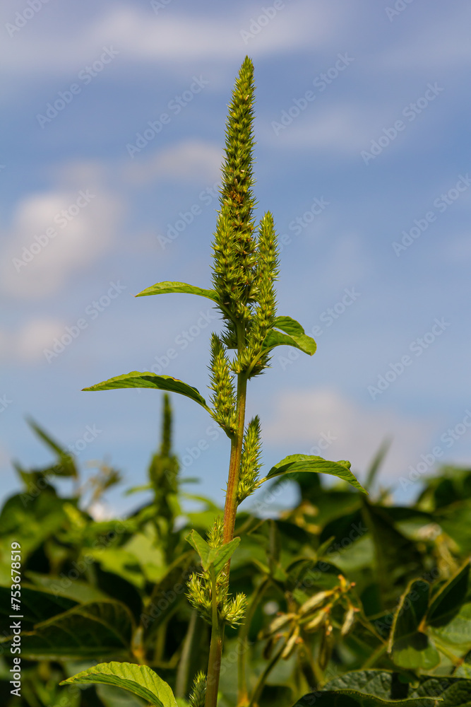 Green amaranth Amaranthus hybridus in flower. Plant in the family ...
