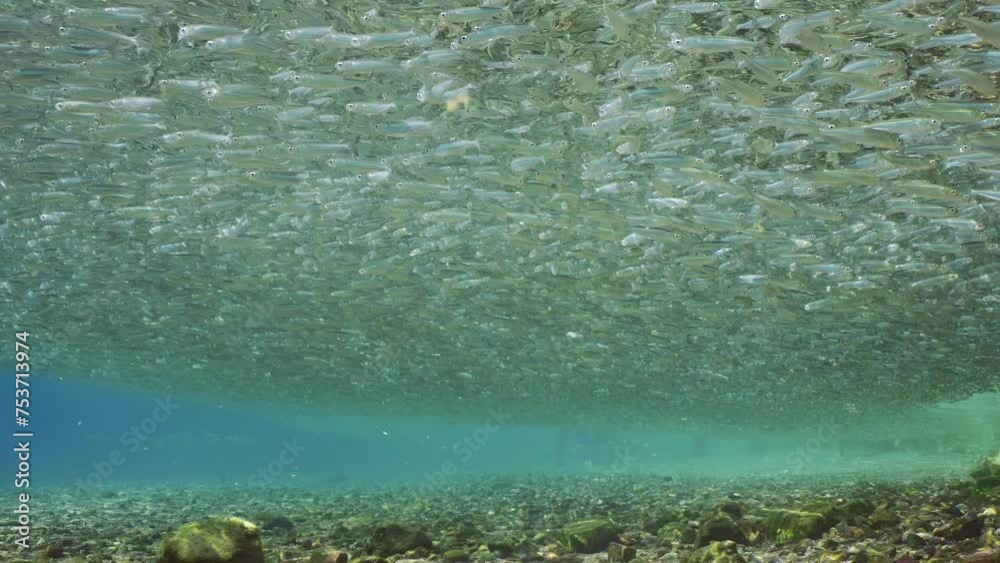 A continuous stream of sprats swims under surface of water in shallow ...