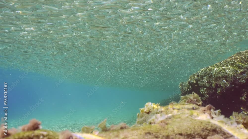 Camera moves forward under massive concentration of smal fish swims ...