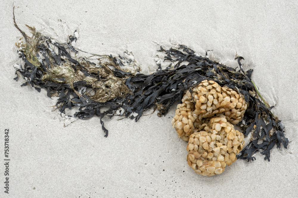 Egg capsules of common whelk washed up on Amrum island beach, North ...