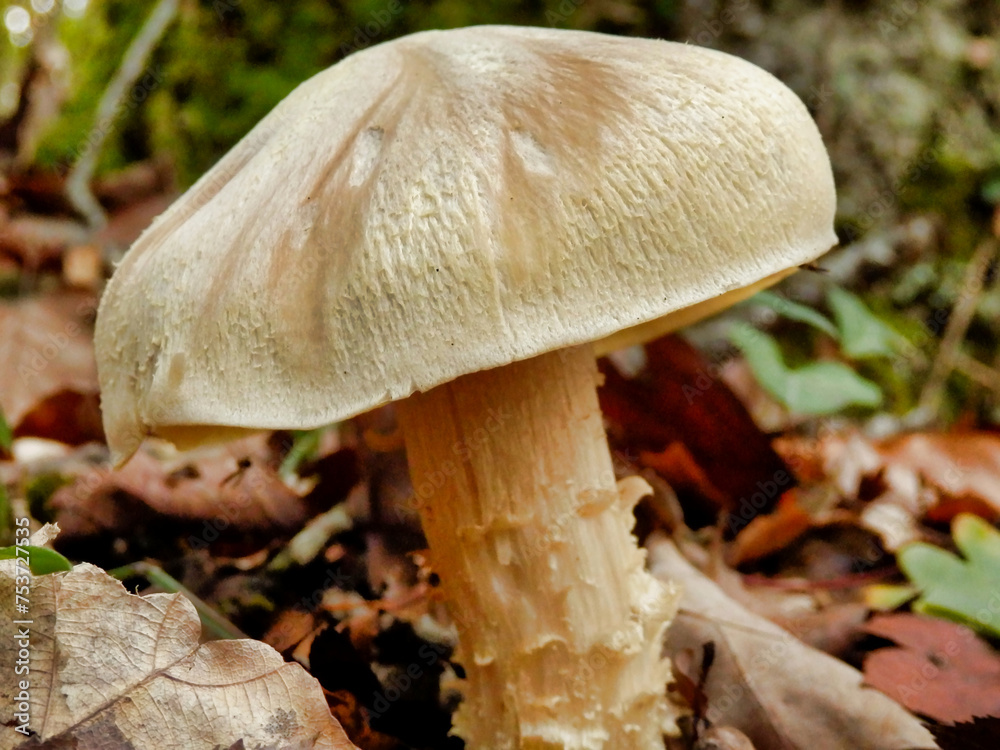 A beautiful specimen of the highly poisonous Entoloma sinuatum (Livid ...