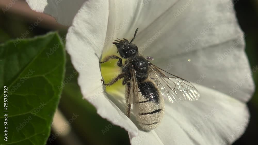 Bee cleans its proboscis with its paws, entire abdomen of insect is ...