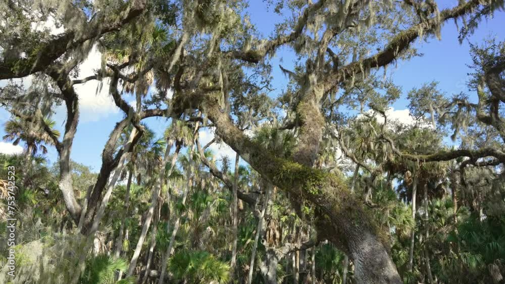 Beautiful tropical nature. Spanish Moss on live oak trees in jungle ...