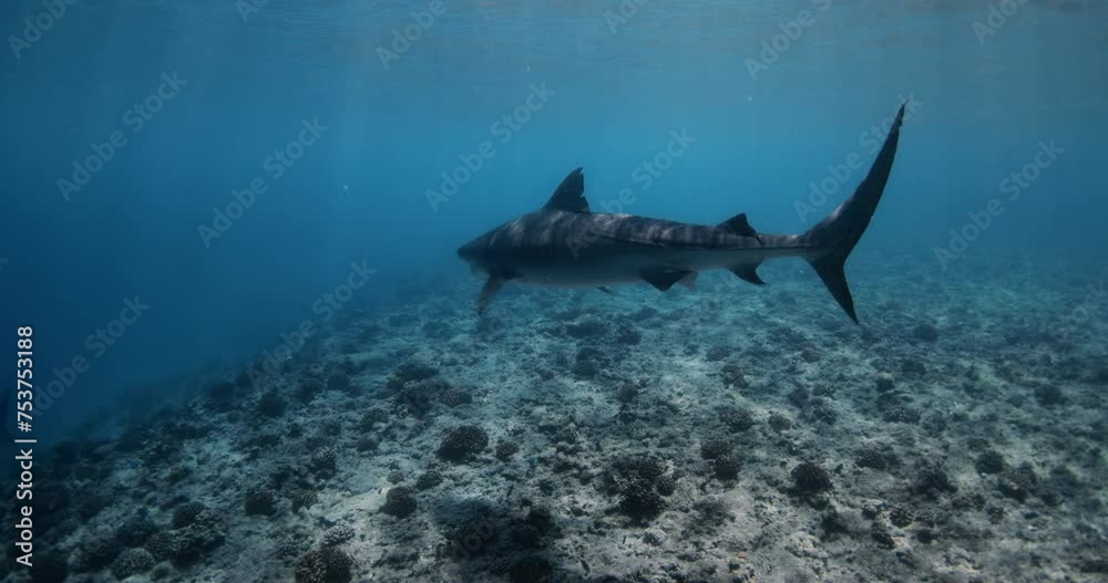 Tiger Shark swimming in blue ocean. Diving with Tiger sharks in ...