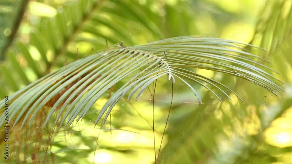 Dioon edule, chestnut dioon or angustifolium, is cycad native to Mexico ...