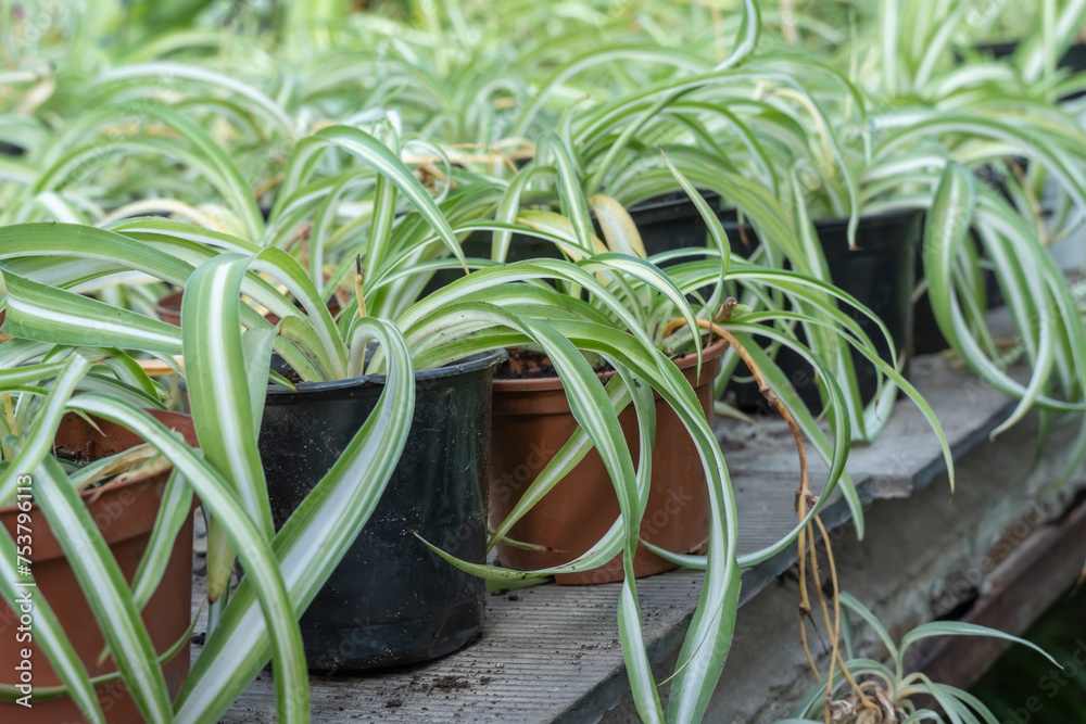Green flower chlorophytum comosum in flowerpot in glasshouse. Spider ...
