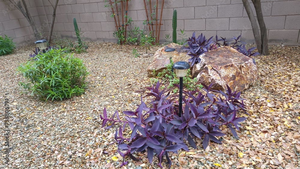 Xeriscaped backyard with Ruellia Brittoniana, Tradescantia Pallida ...