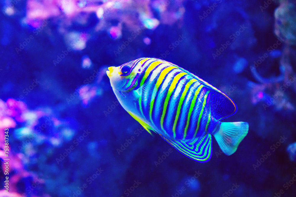 The Imperial Angel fish (juvenile) (Latin Pomacanthus imperator) is ...