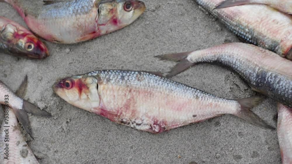 Tenualosa Ilisha is a favorite food fish of the Indian subcontinent ...