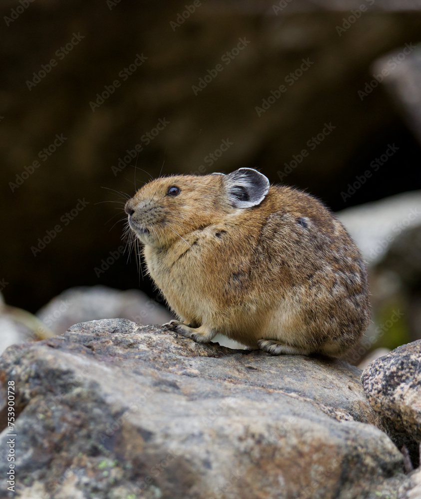 American Pika in cute bunched-up pose - Pikas are small rabbit-like ...