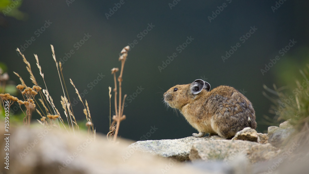 American Pika in habitat with natural background - Pikas are small ...