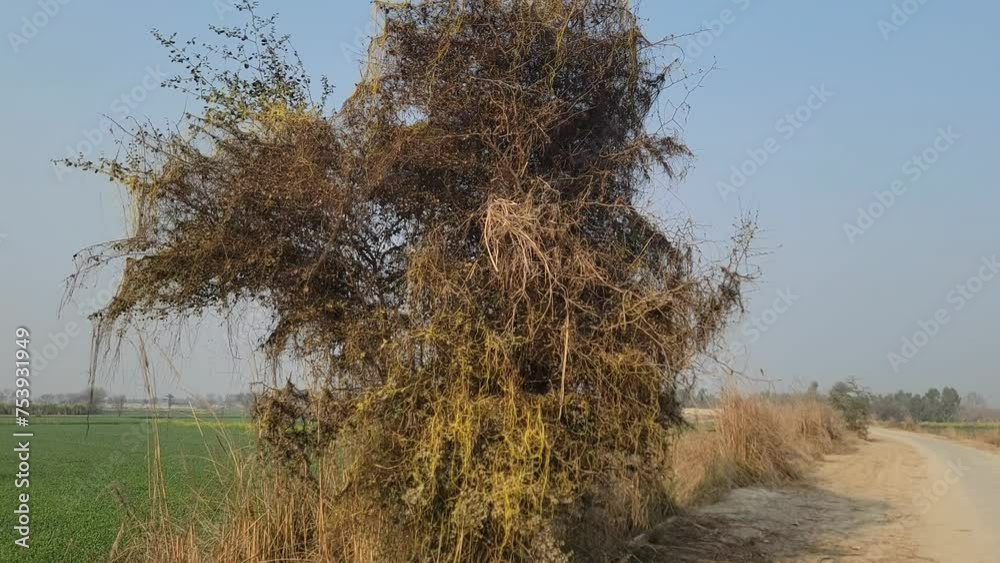 Bryoria capillaris (also known as horsehair lichen) growing on in ...