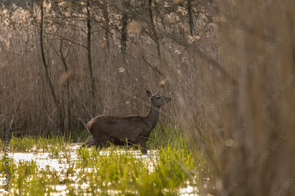 Beautiful deer Cervus elaphus in a beautiful pose, female deer doe in ...