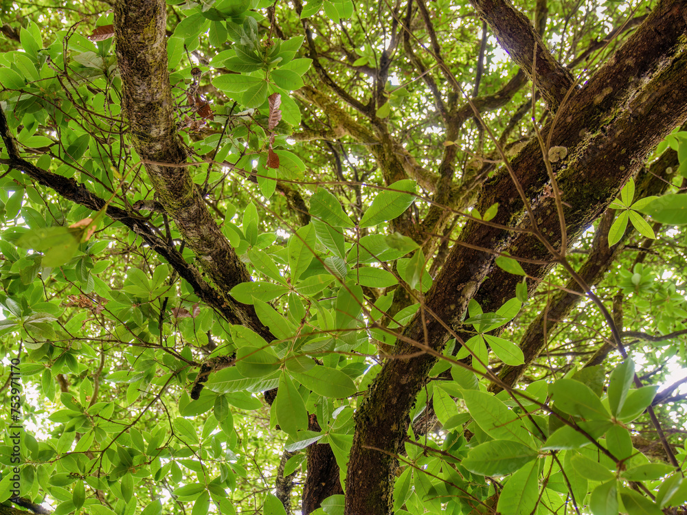 The intricate canopy of a Colombian oak tree, captured in a oak forest ...