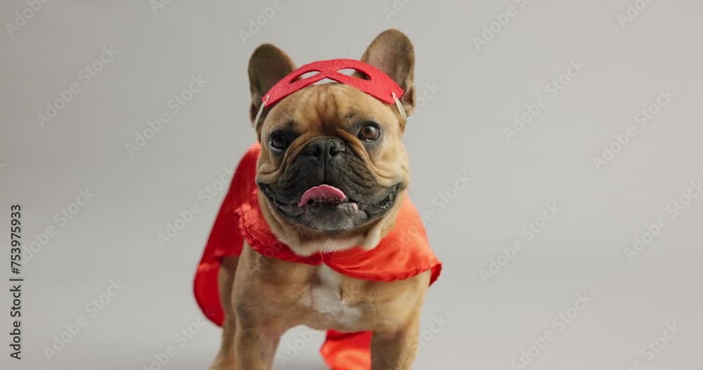 Pet, dog and face in superhero costume, outfit and tongue sticking out ...