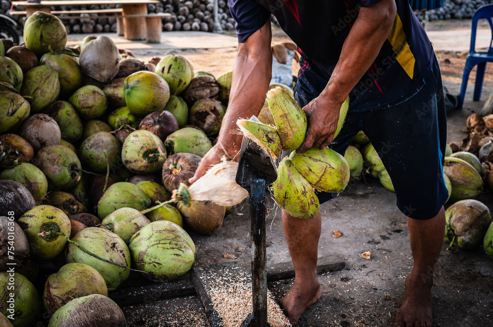 Coconut farmers are peeling old coconuts with long pointed spears to ...