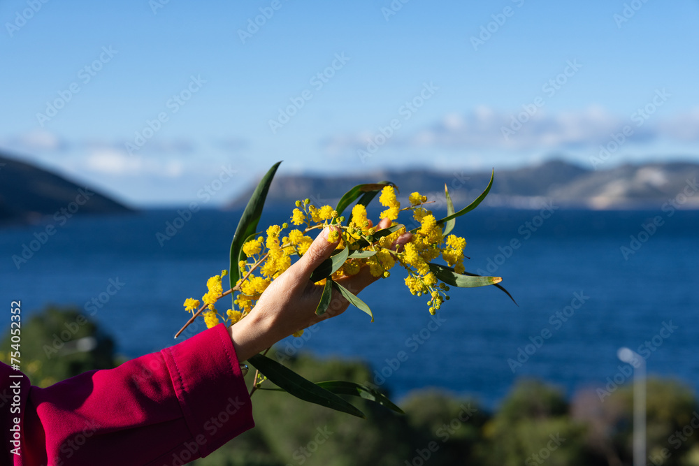 Mimosa Flower (Mimoza Cicegi) Photo, Uskudar Istanbul, Turkiye Stock ...