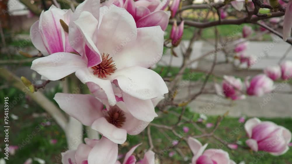 Magnolia is a large genus of flowering plant species in subfamily ...