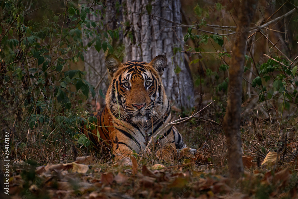Indian tiger walk between the tree, hidden in the forest. Big orange ...