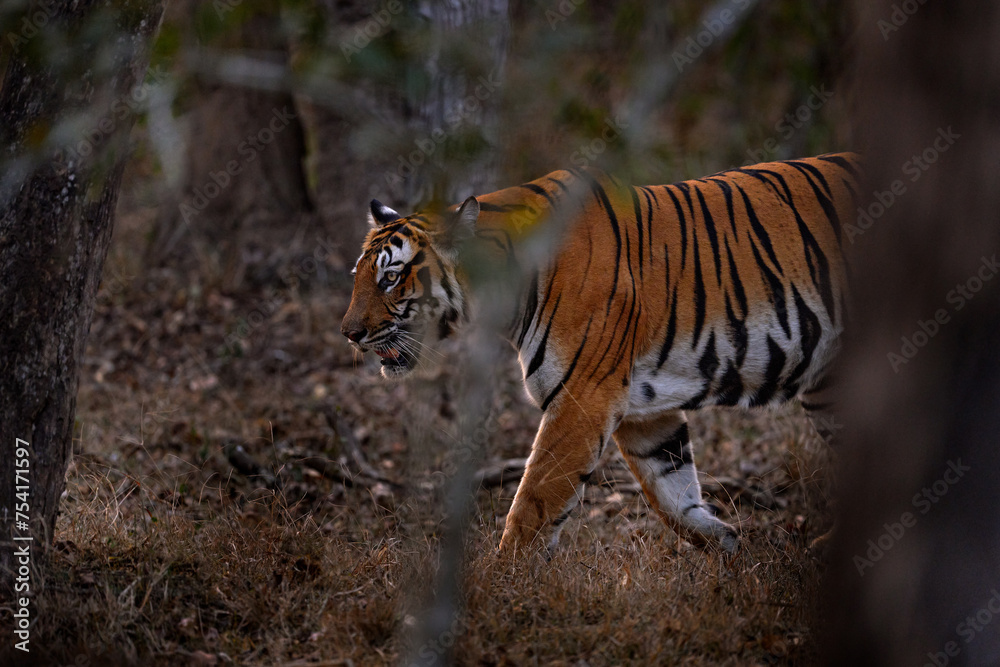 Indian tiger walk between the tree, hidden in the forest. Big orange ...