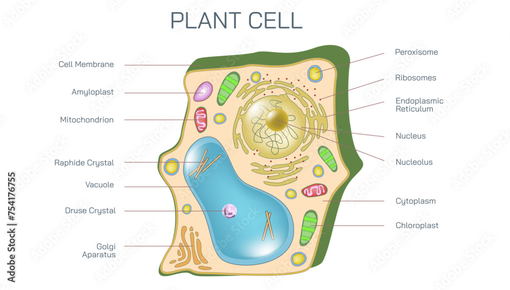 Plant Cells Have Certain Distinguishing Features Including