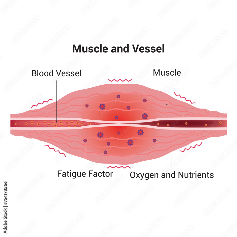 Muscle and Vessel Science Design Vector Illustration Diagram Stock ...