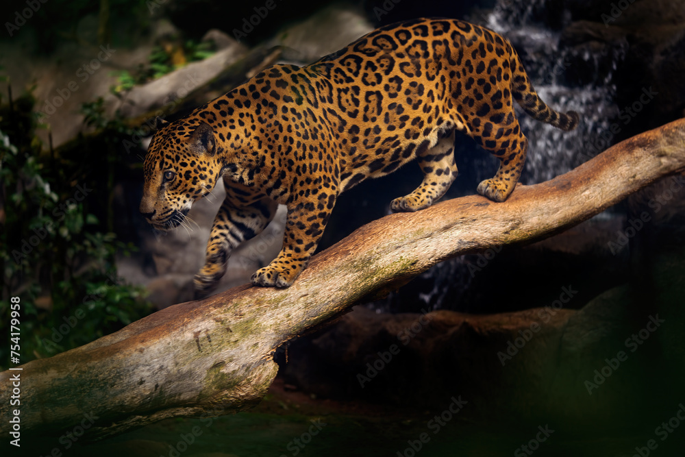 Jaguar in the nature, wild cat in in habitat, Costa Rica. Jaguar in ...