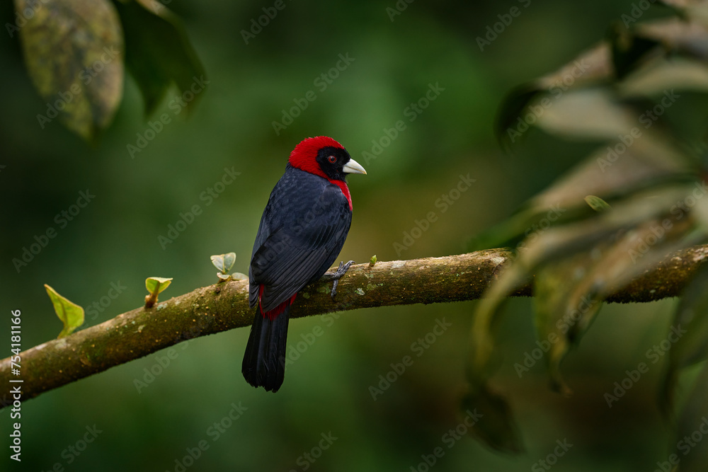 Birdwatching in Costa Rica. Crimson-collared Tanager, Ramphocelus ...