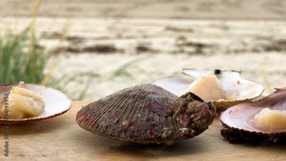 Seafood: live scallops in a shell before cooking. Fresh open scallop ...
