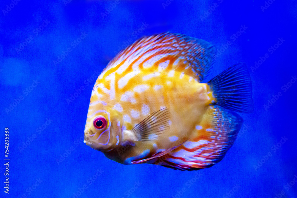The Discus fish (Latin Symphysodon heckel) is yellow in color with a ...