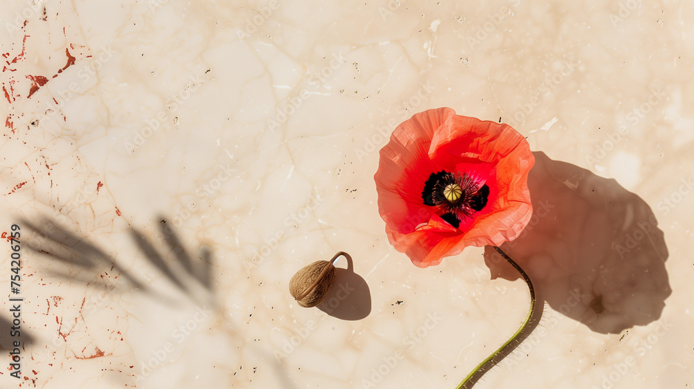 ANZAC flatlay Red poppy flower leaves on table Remembrance day in ...