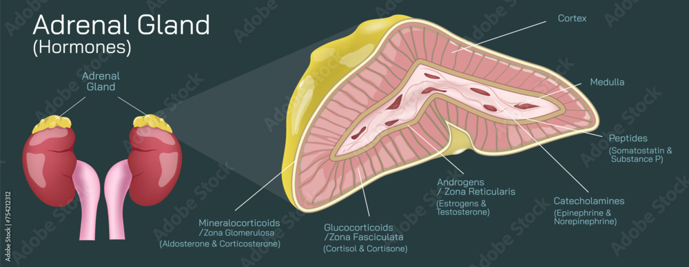 Adrenal glands, also known as suprarenal glands, are small, triangular ...