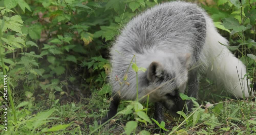 Arctic fox (Vulpes lagopus) also known as the white fox, polar fox, or ...