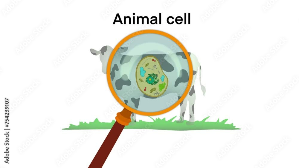 animal cell anatomy, biological animal cell with organelles cross ...