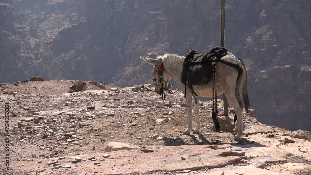 A lonely donkey is 'parked' at a mountain cliff in the deserts in ...