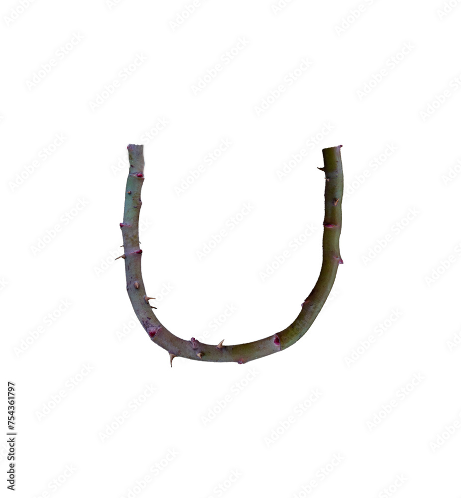U letter a made of Rose Trunk isolated on white transparent background ...