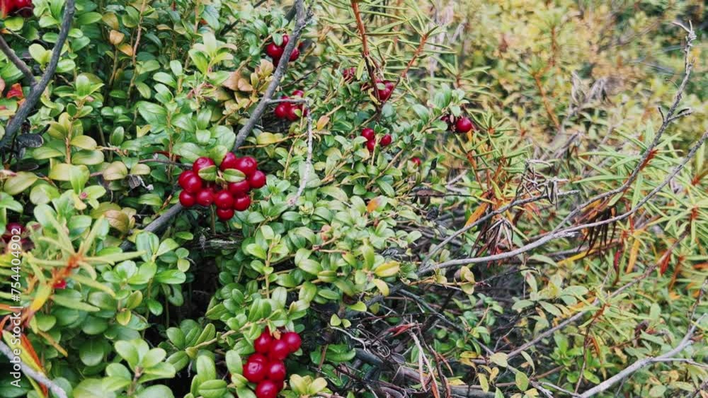 Vidéo Stock The red lingonberry berry grows in the forest on a bush ...